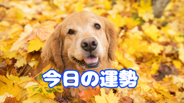 9月11日マヤでみる【今日の運勢】NO.97｜カルママインダー｜coconalaブログ